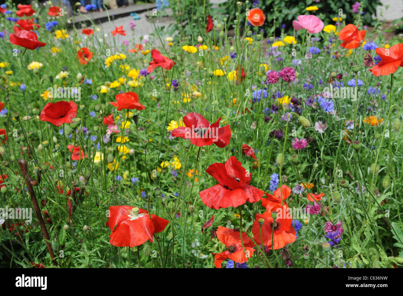 English wild flowers hi-res stock photography and images - Alamy