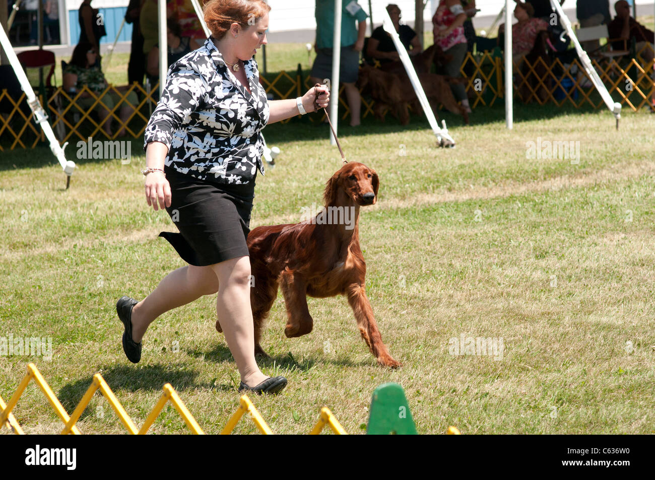 Handler showing Irish Setter in show ring Stock Photo - Alamy