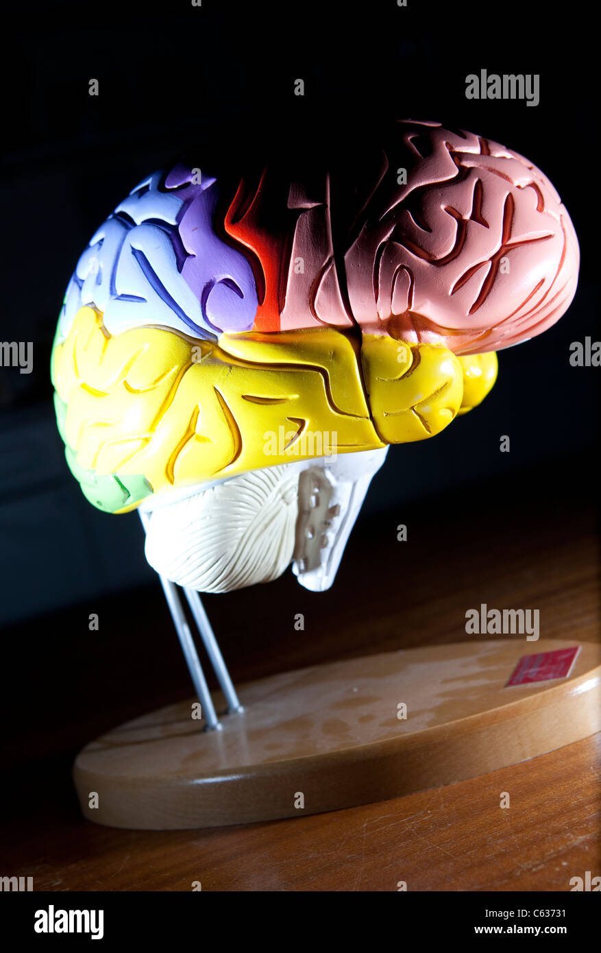 Plastic Model Head High Resolution Stock Photography and Images - Alamy