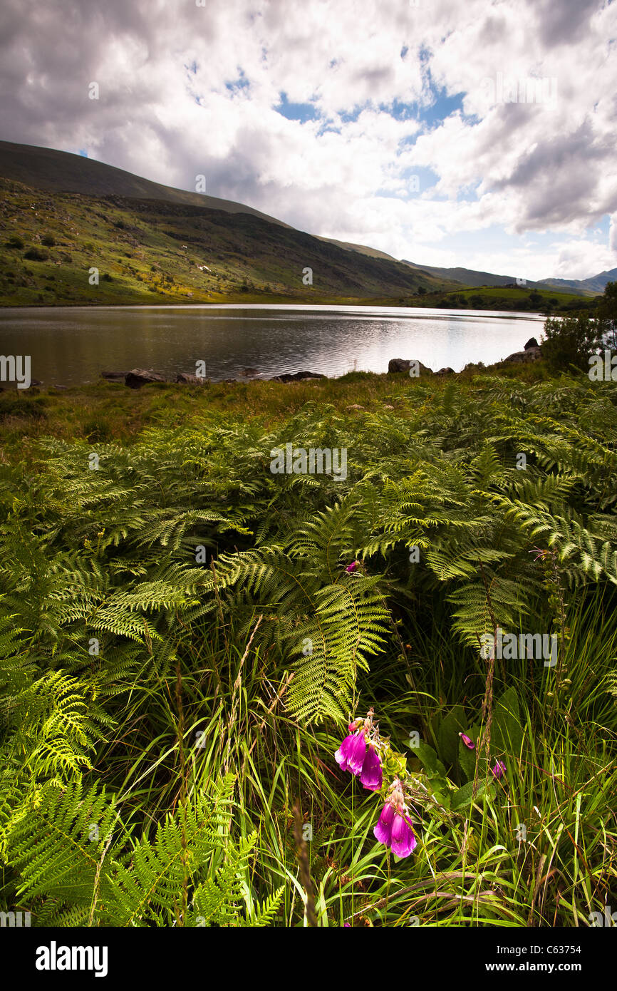 Welsh flora hi-res stock photography and images - Alamy