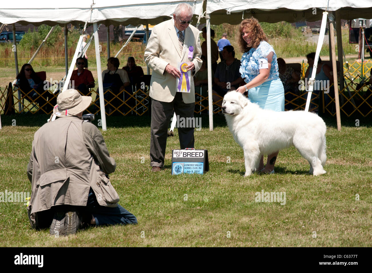What Happens At Dog Shows