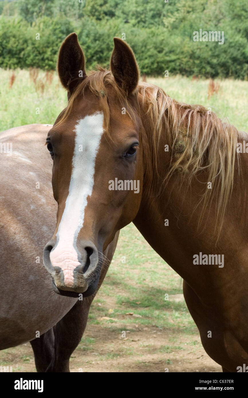 Arabian Horse in a paddock Equus ferus caballus Stock Photo - Alamy
