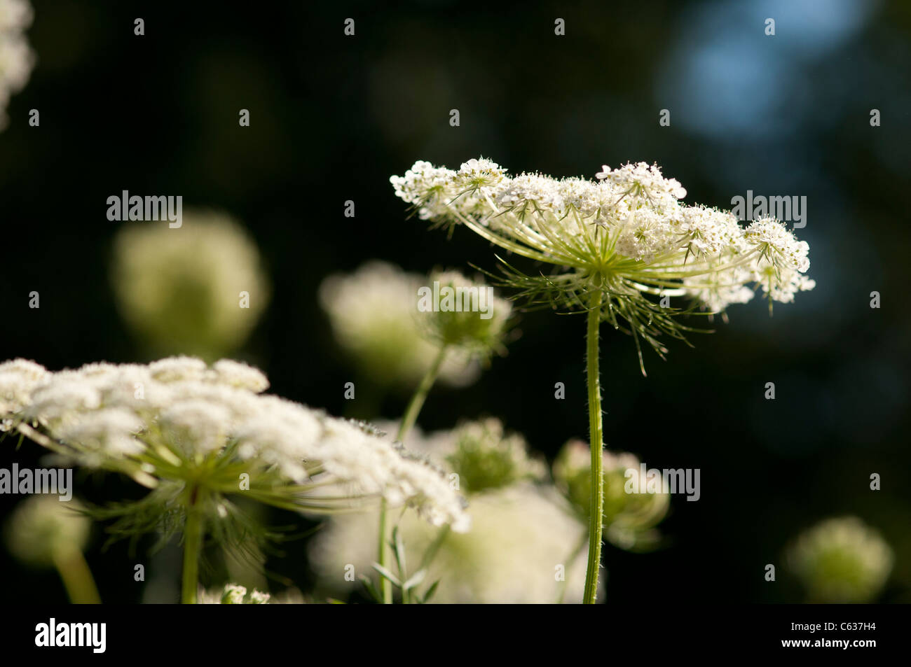 Queen Anne's lace Stock Photo - Alamy