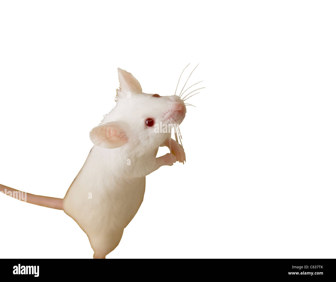 White mouse on white background Stock Photo - Alamy