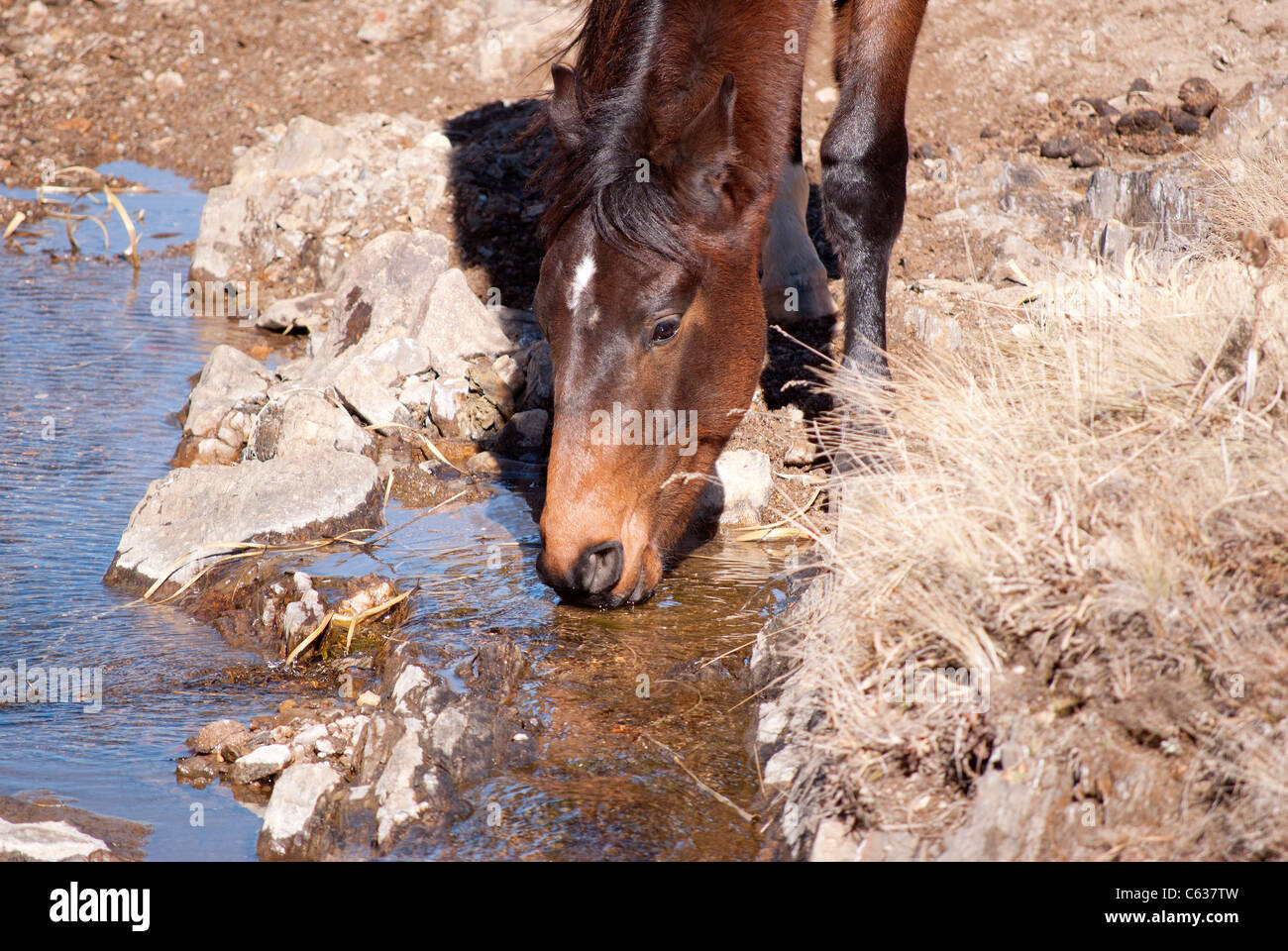 Horse drinking water Stock Photo - Alamy
