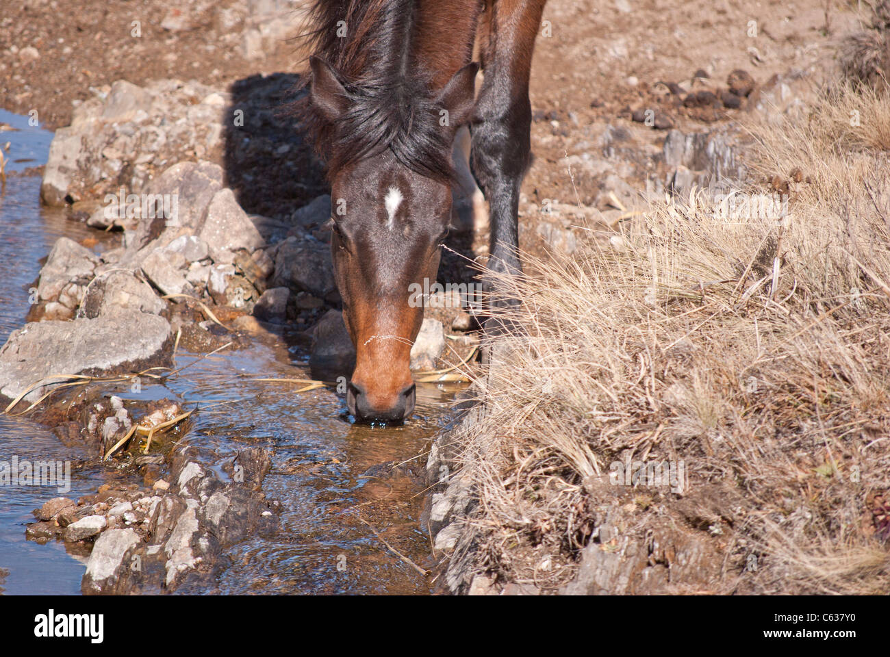 Horse drinking water Stock Photo - Alamy