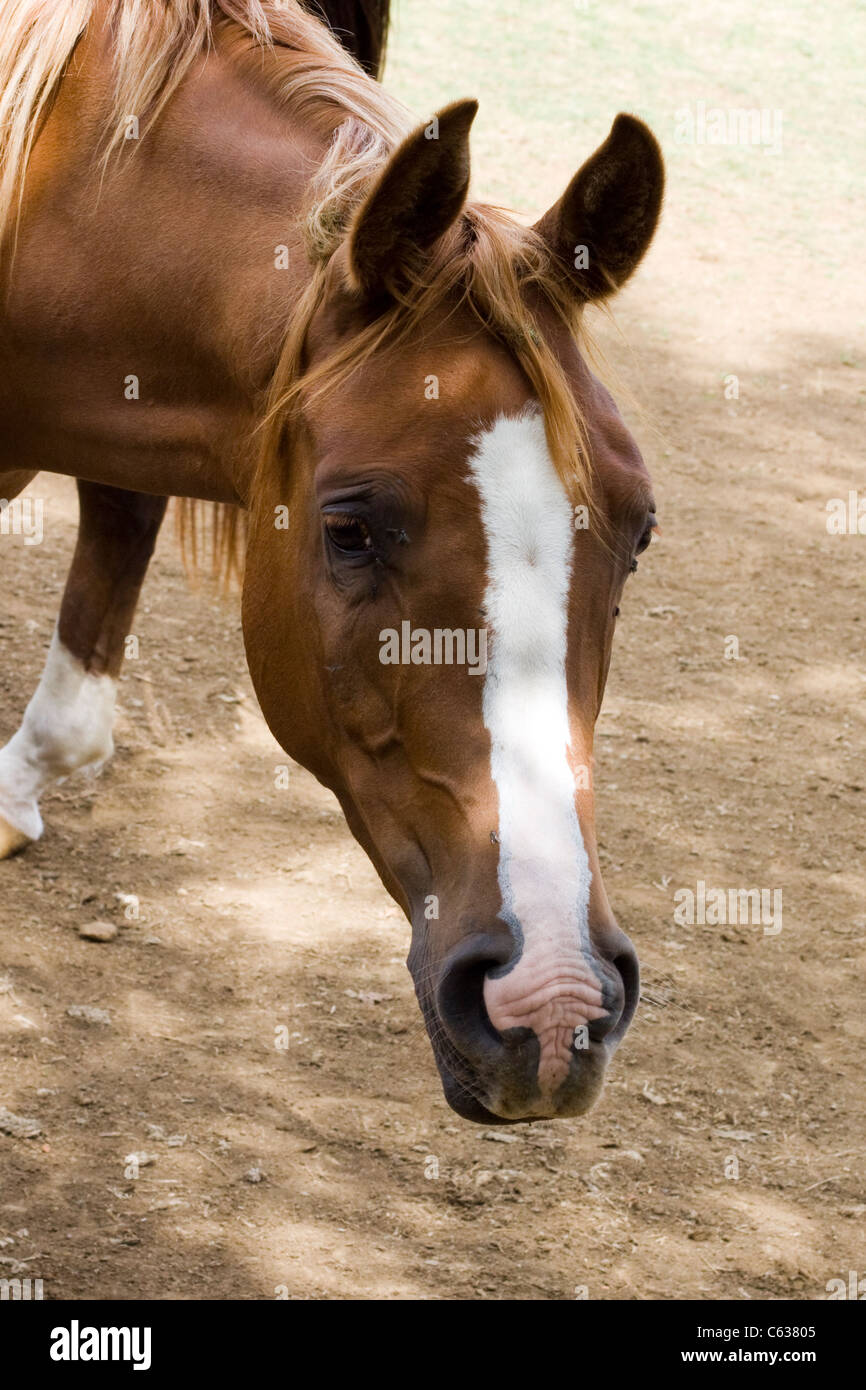 Arabian Horse in a paddock Equus ferus caballus Stock Photo - Alamy