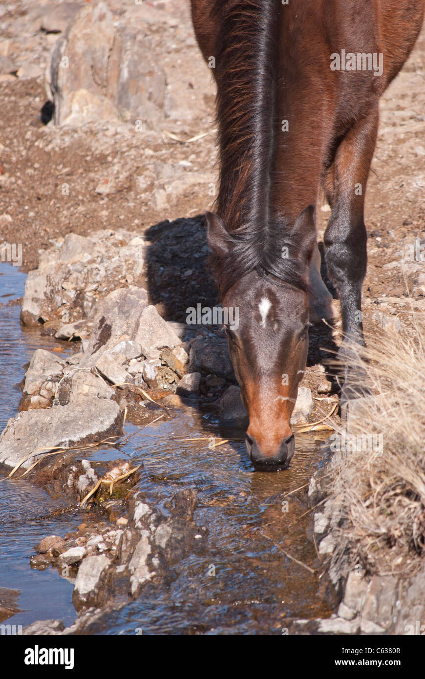 Horse drinking water Stock Photo - Alamy