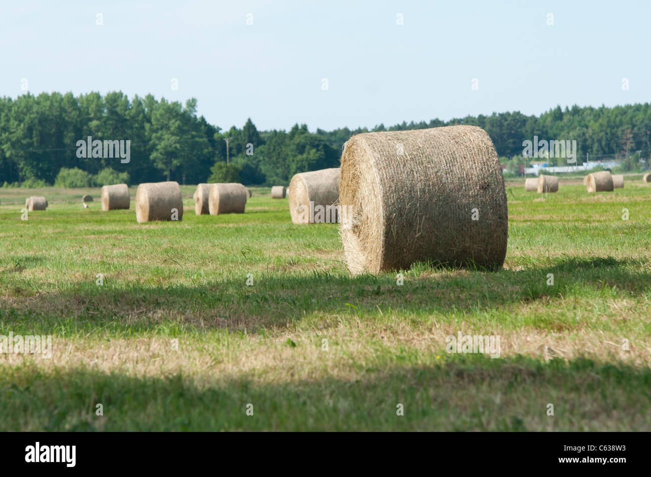 Straw rolls on farmer field in the summer Stock Photo - Alamy