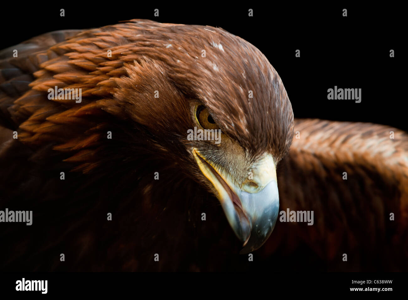 Under my wing Stock Photo - Alamy