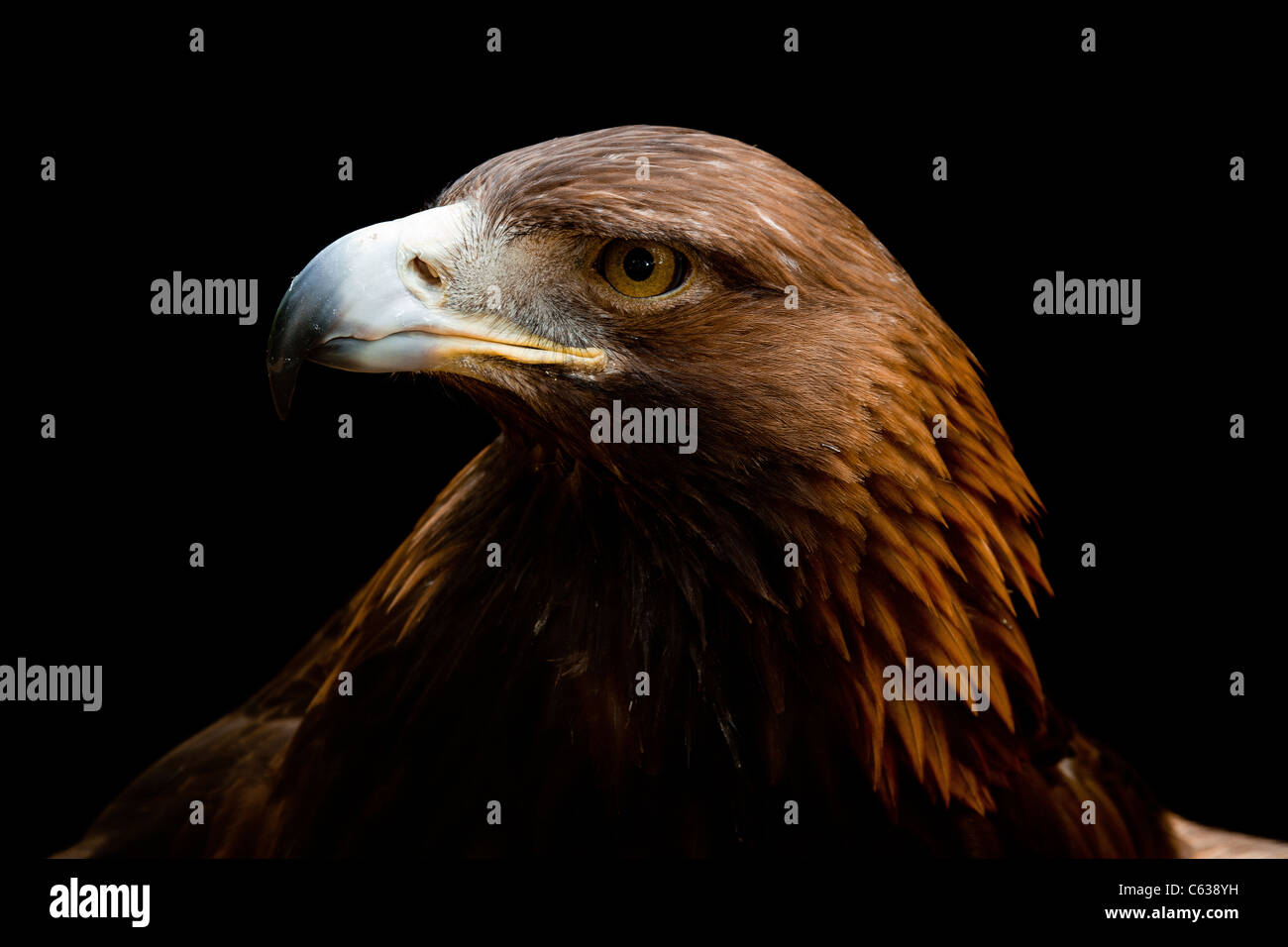 Golden eagle wing hi-res stock photography and images - Alamy