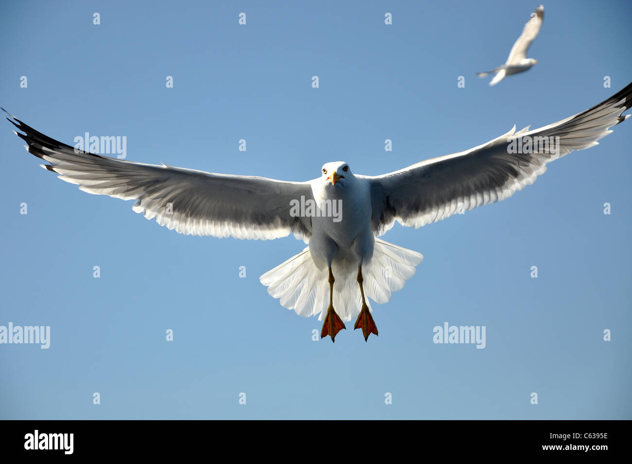 Hanging claws hi-res stock photography and images - Alamy