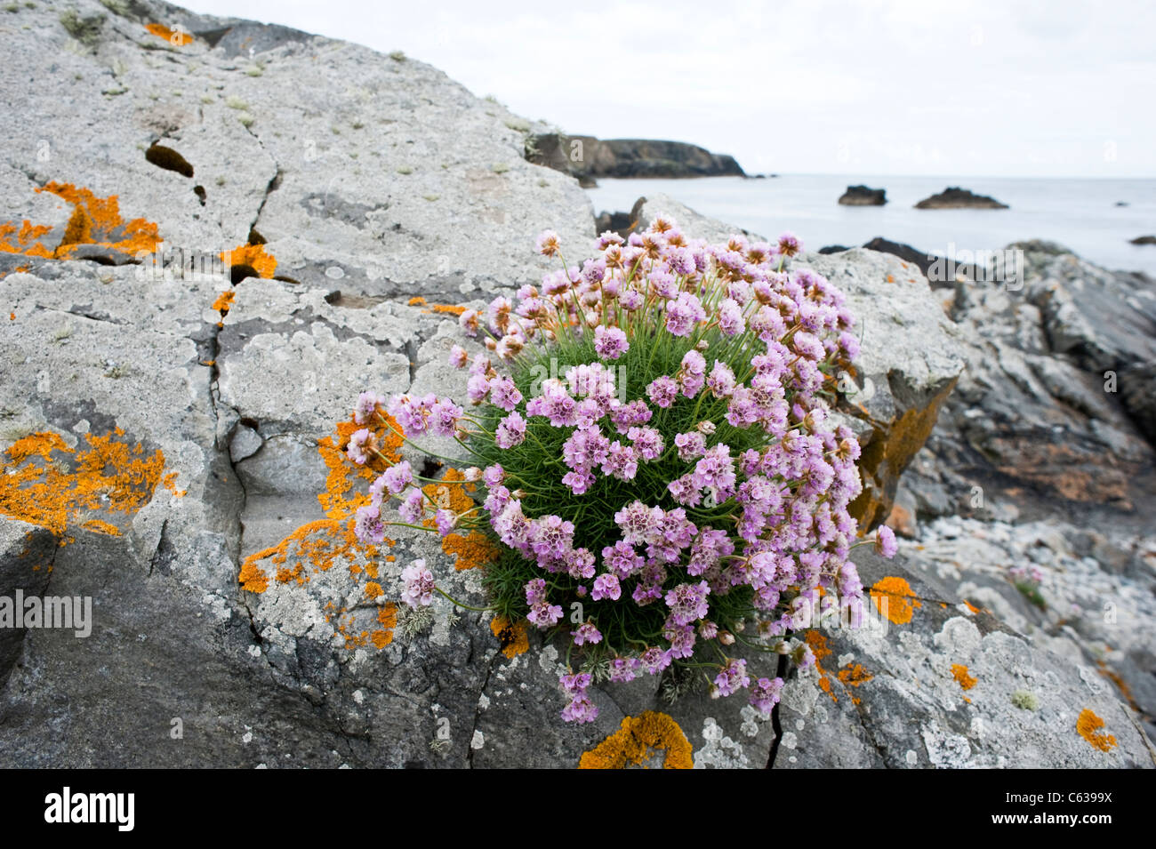 sea pink (Armeria maritima) flowers coast Fair Isle Shetland Subarctic ...