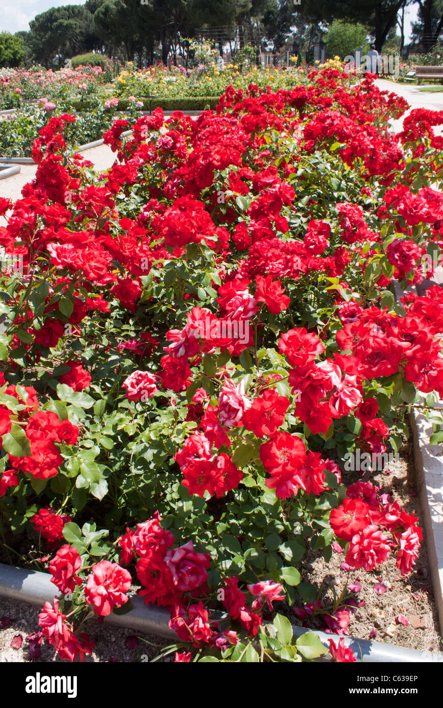 red rose bush Stock Photo - Alamy