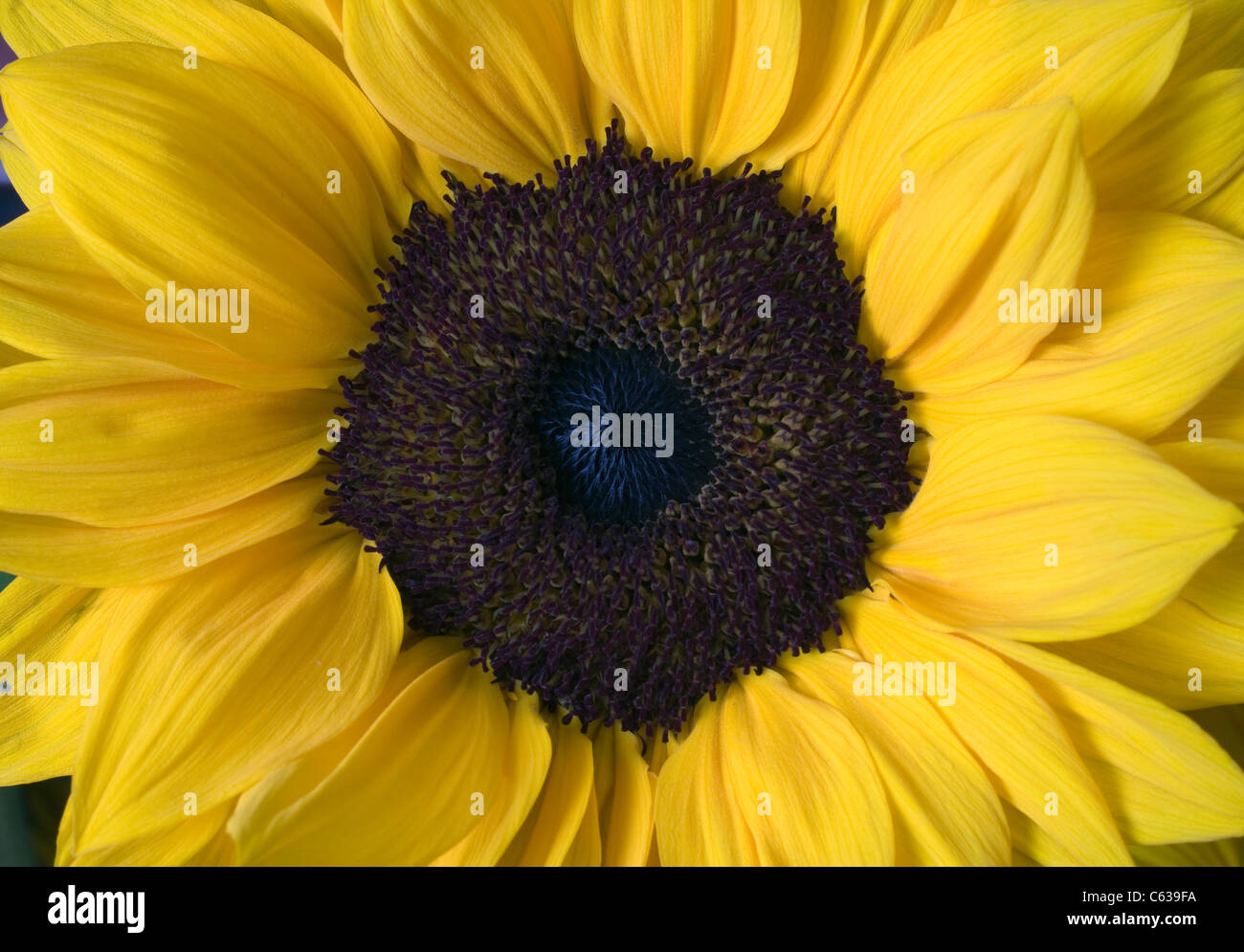 Close uo of a Sunflower Stock Photo - Alamy