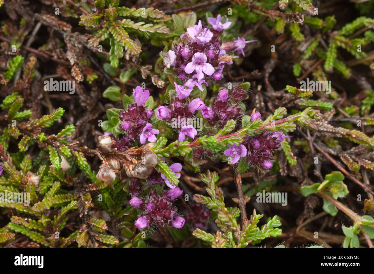 Creeping thyme (Thymus drucea) flowers among Calluna vulgaris in wet ...