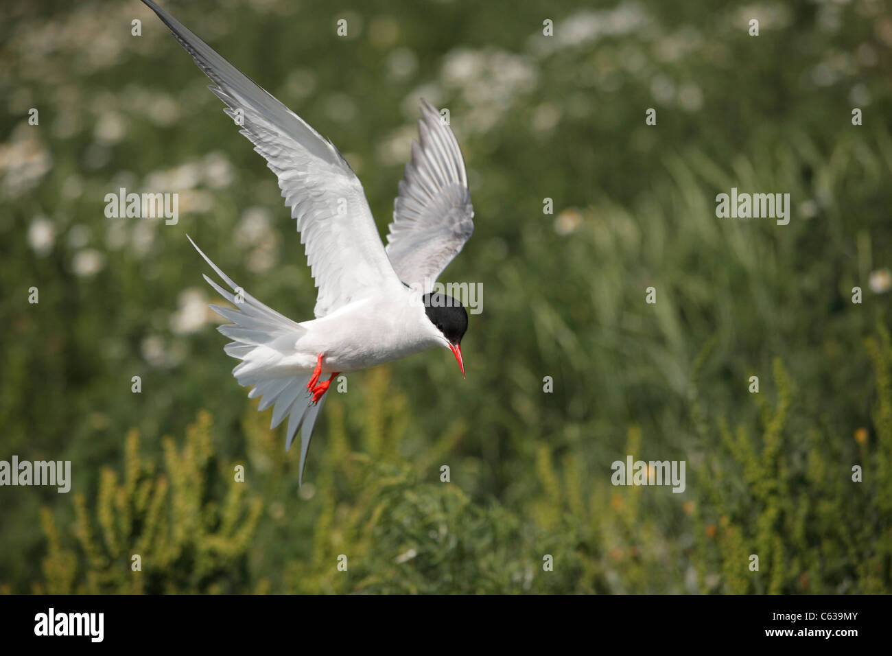 arctic tern; Latin: Sterna paradisaea Stock Photo - Alamy