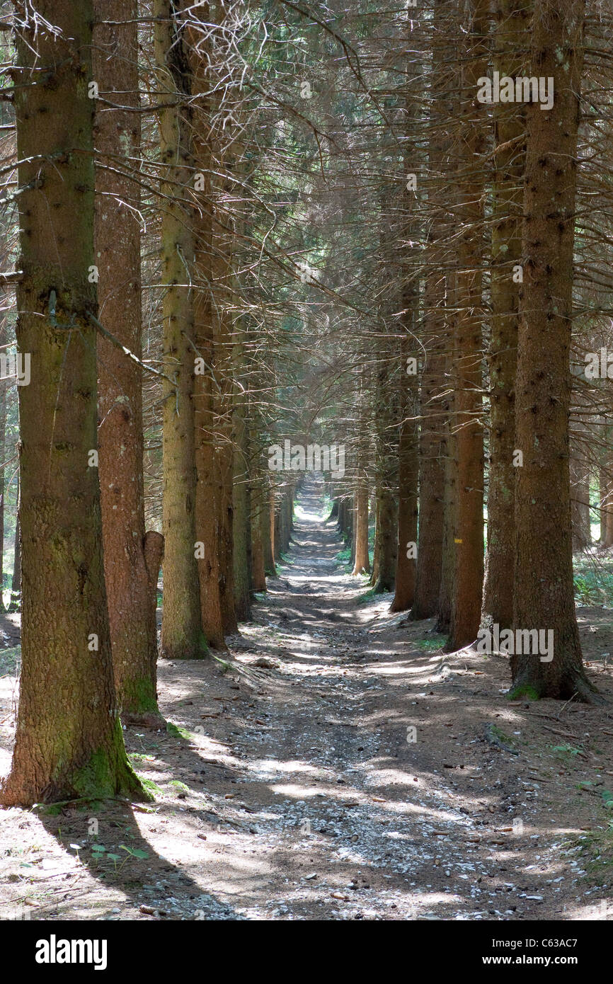 A path goes across a wood in Asiago Stock Photo - Alamy