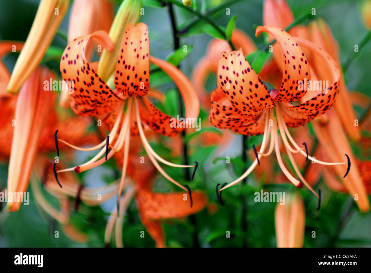 Tiger Lily, Lat. Lilium lancifolium Stock Photo - Alamy