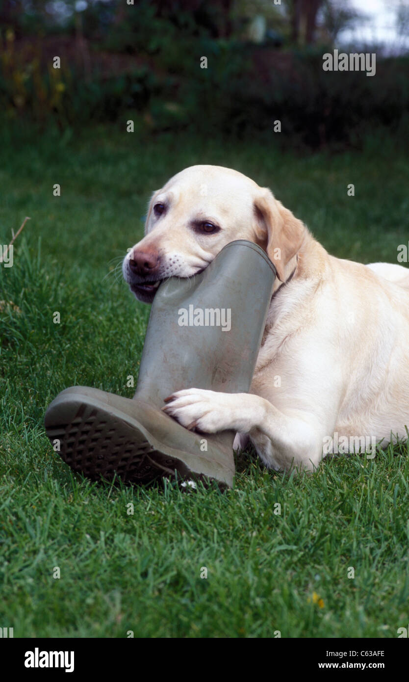 golden labrador chewing old wellington Stock Photo - Alamy