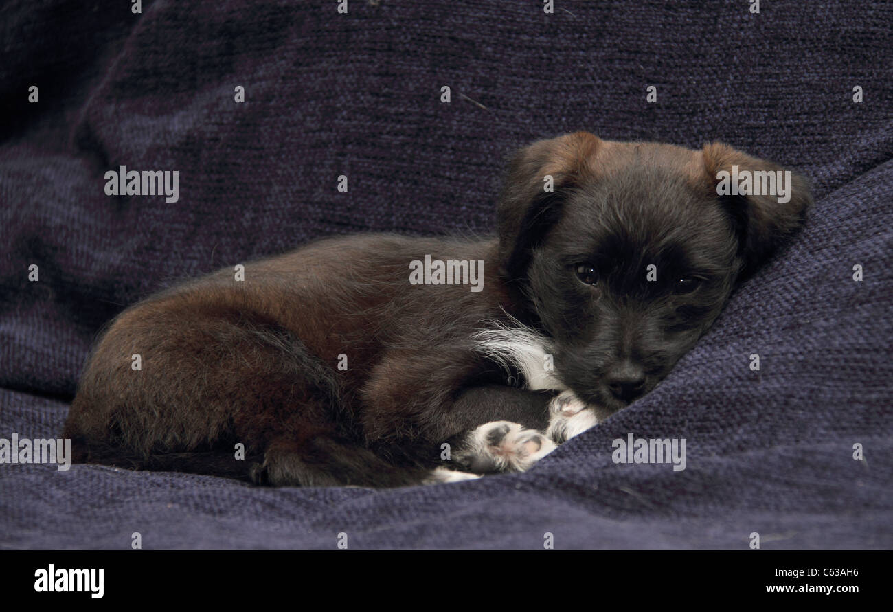 Miniature poodle jack russell cross hi-res stock photography and images ...
