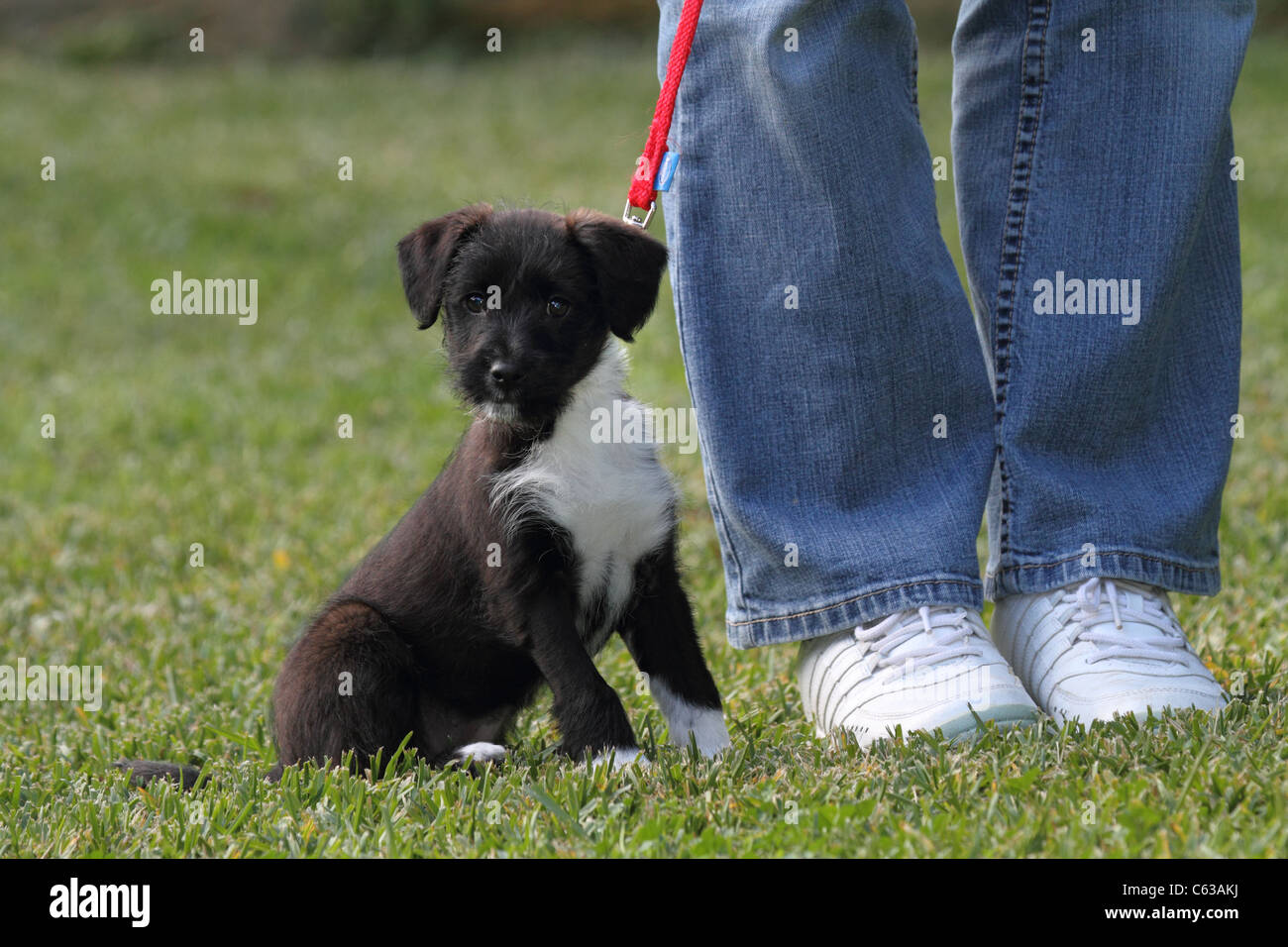 Jack Russell miniature poodle cross puppy on a lead being trained Stock ...