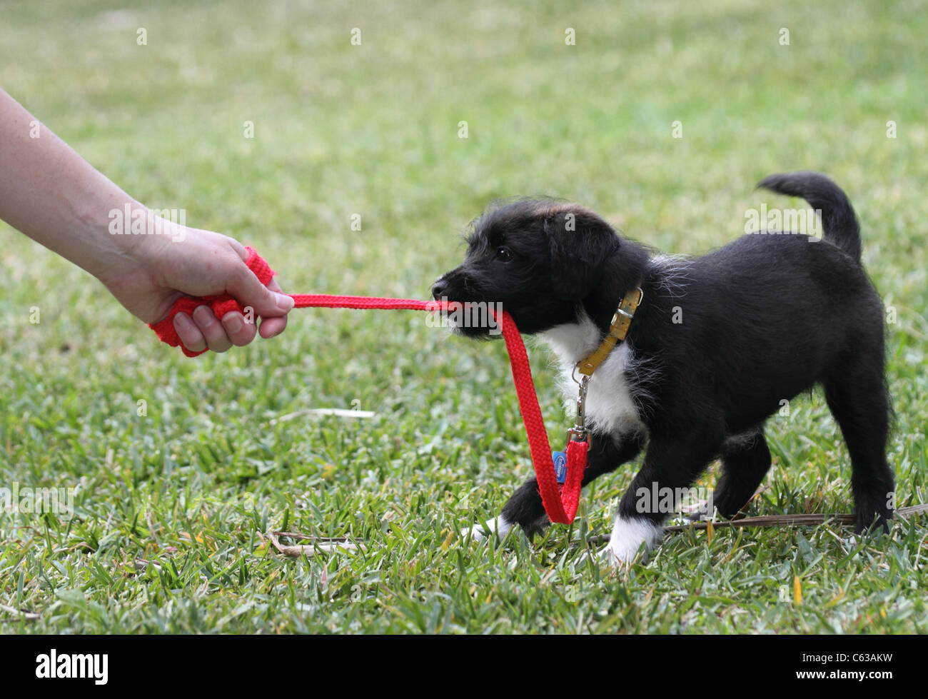 Jack russell cross poodle pup hi-res stock photography and images - Alamy