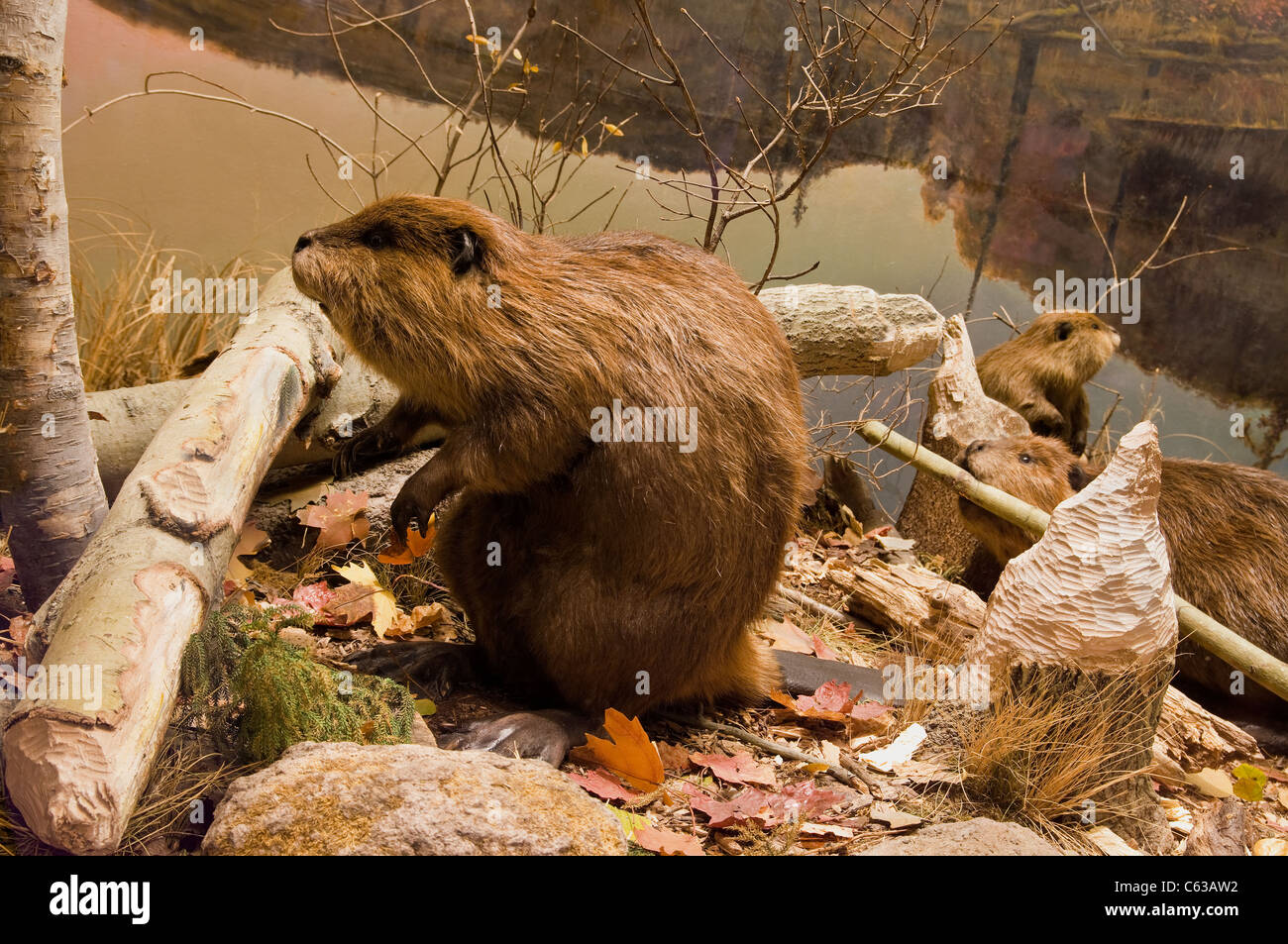 Beaver tail canada hi-res stock photography and images - Alamy
