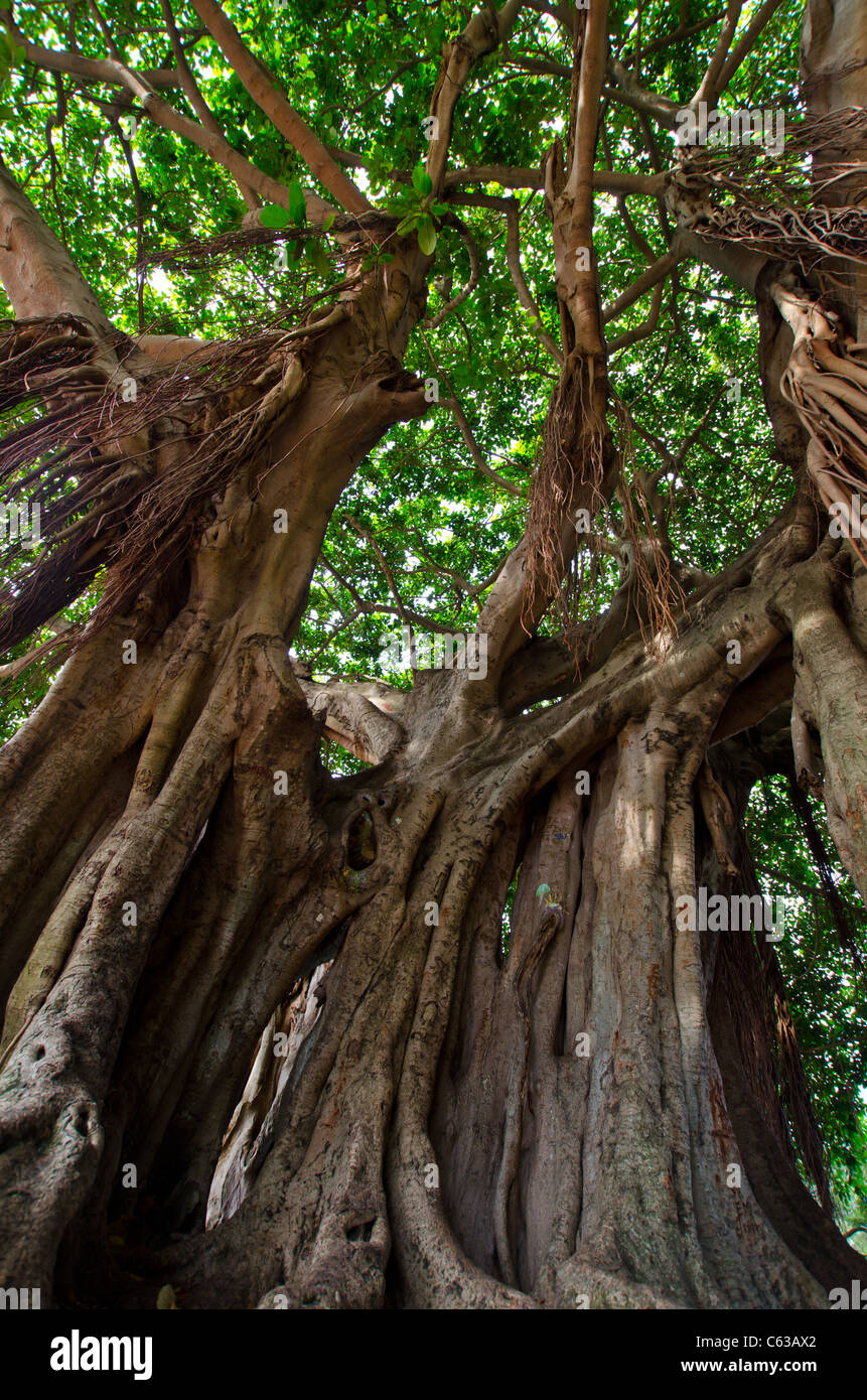 Banyan Tree with Hanging Roots Stock Photo - Alamy