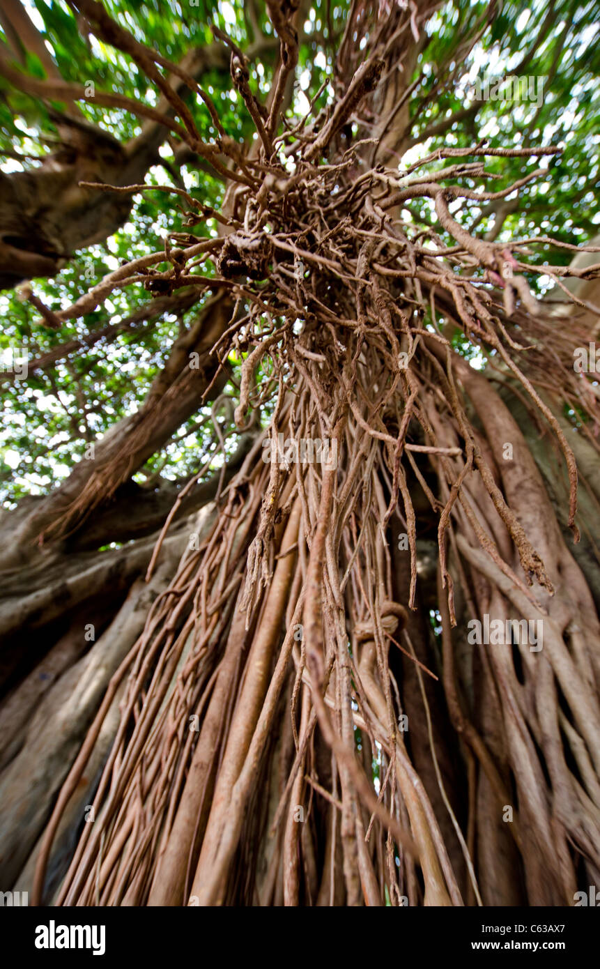 Banyan tree hanging roots hi-res stock photography and images - Alamy