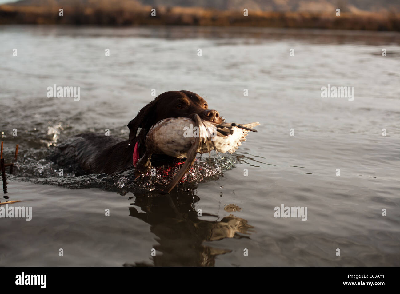 Black lab retrieving duck Stock Photo - Alamy