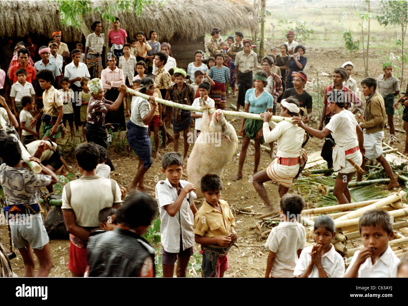 Villagers preparing to sacrifice pigs at rice harvest festival on the ...