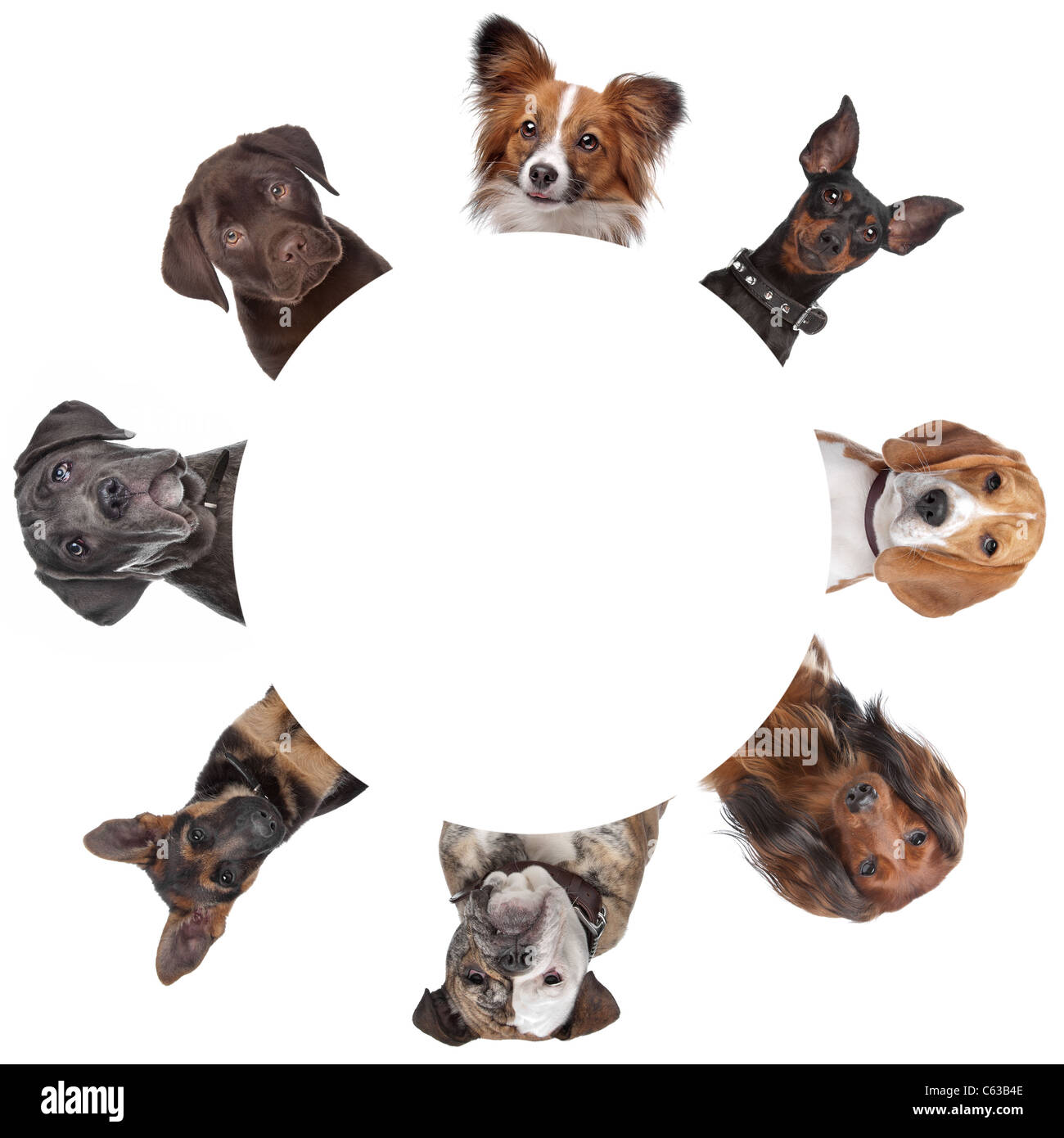 Group of dog portraits around a circle hi-res stock photography and ...