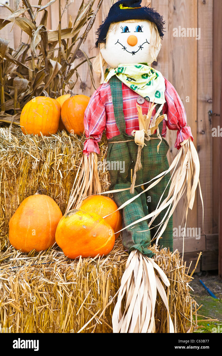 halloween scarecrow and pumpkins on straw with corn stalks Stock Photo ...