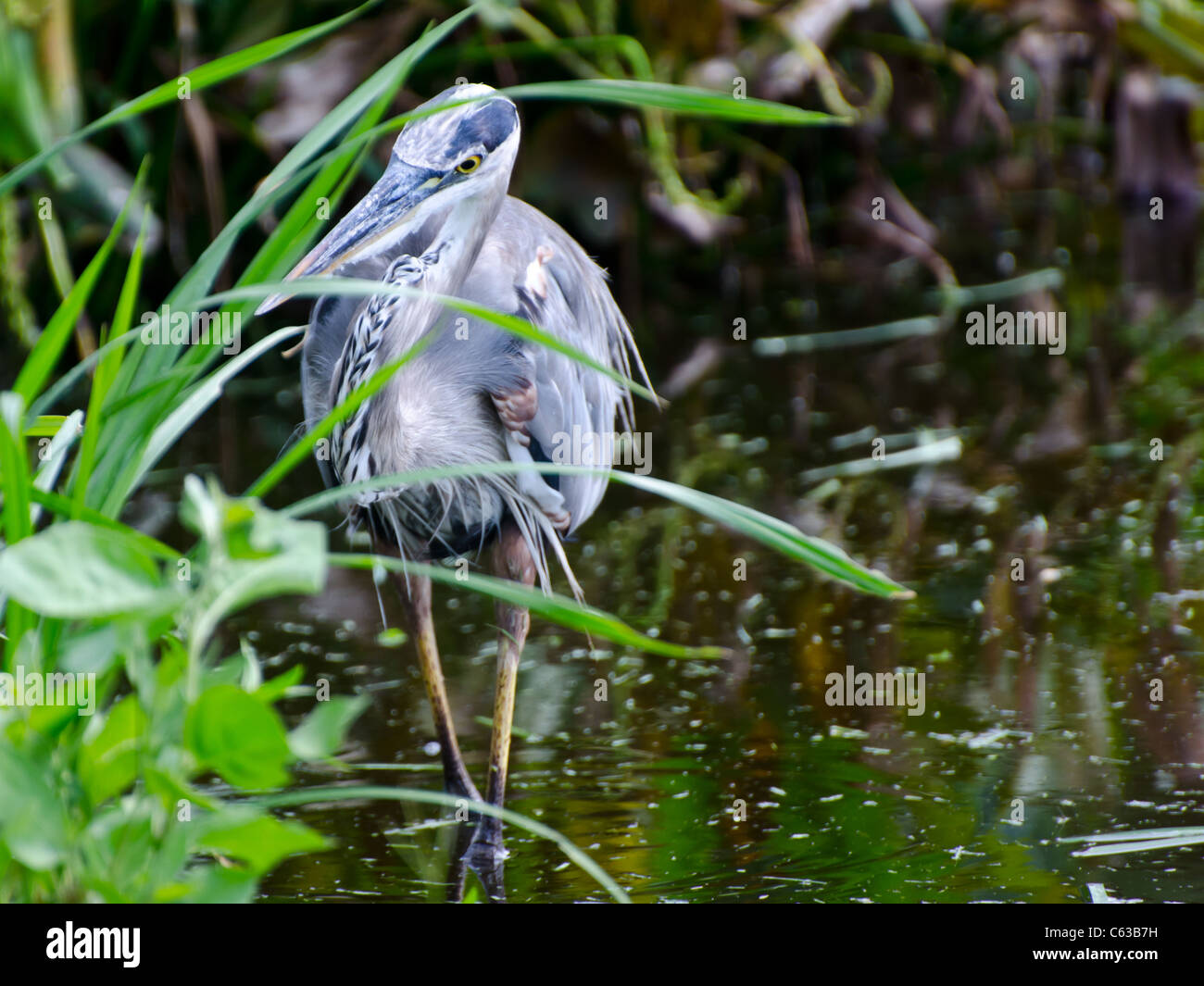 Great Blue Heron Looking Forward Stock Photo - Alamy