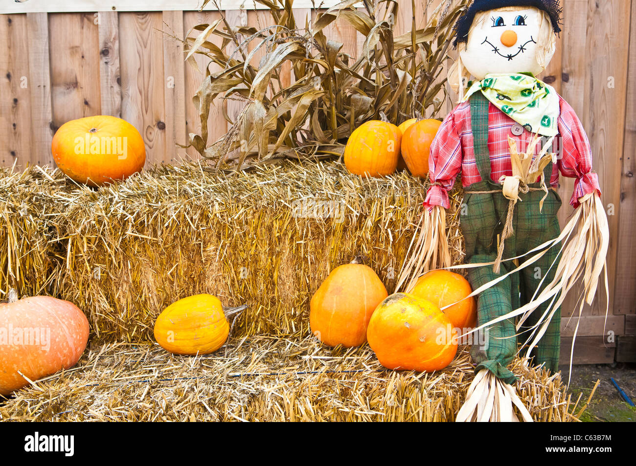 Corn Stalk Halloween High Resolution Stock Photography and Images - Alamy