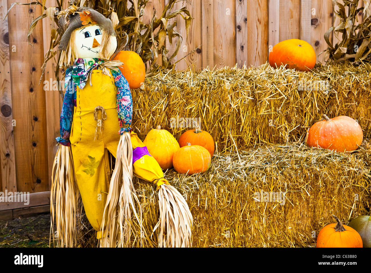 halloween scarecrow and pumpkins on straw with corn stalks Stock Photo ...