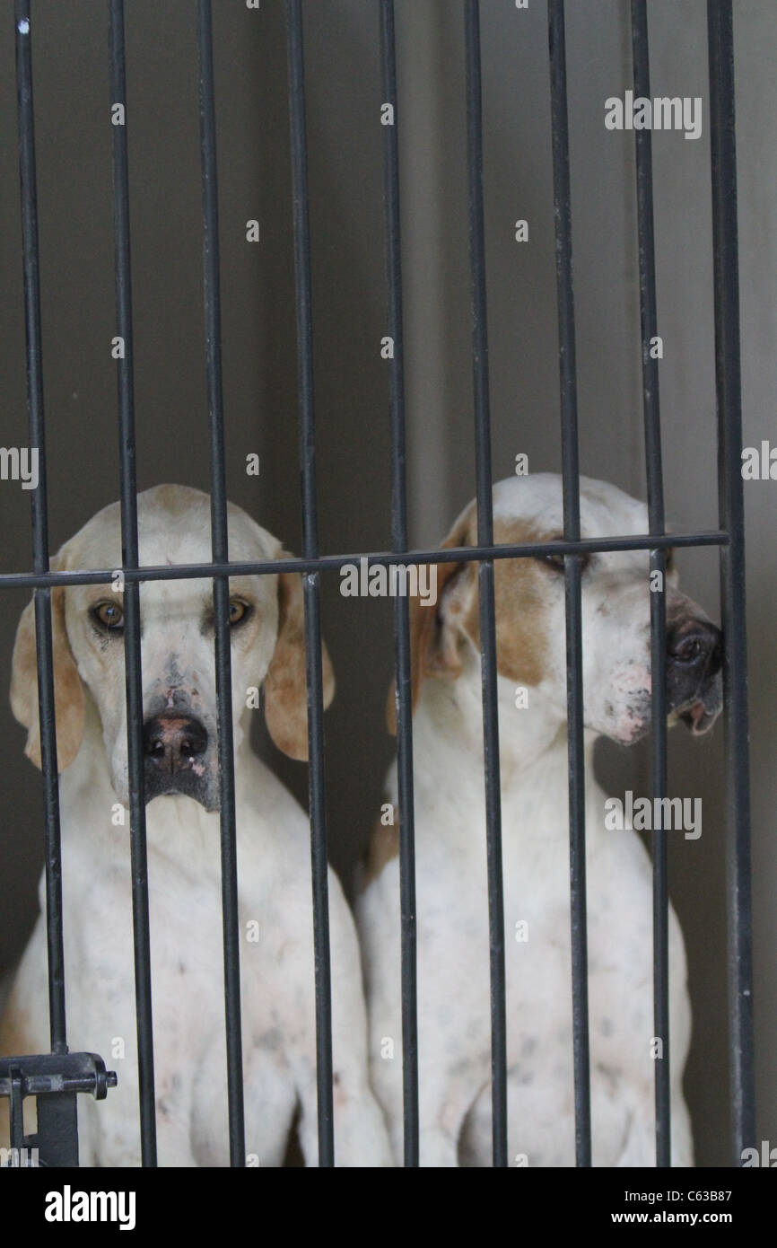 Peterborough Fox Show Stock Photo - Alamy