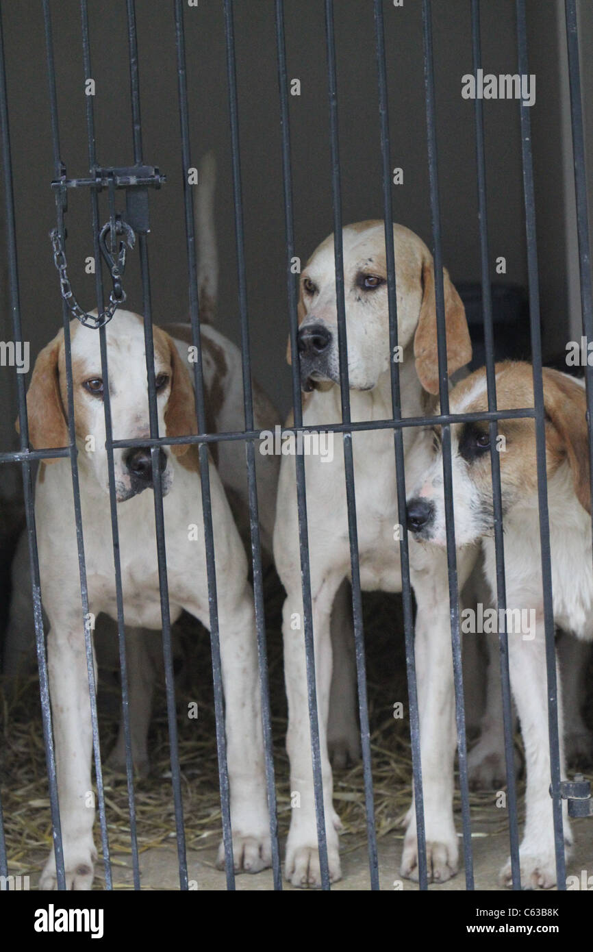 Peterborough Fox Show Stock Photo - Alamy