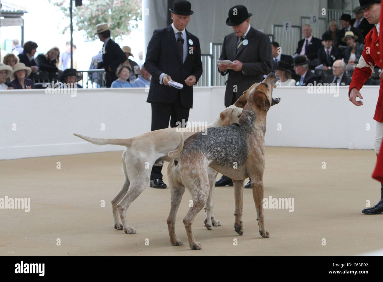 Peterborough hound show hi-res stock photography and images - Alamy