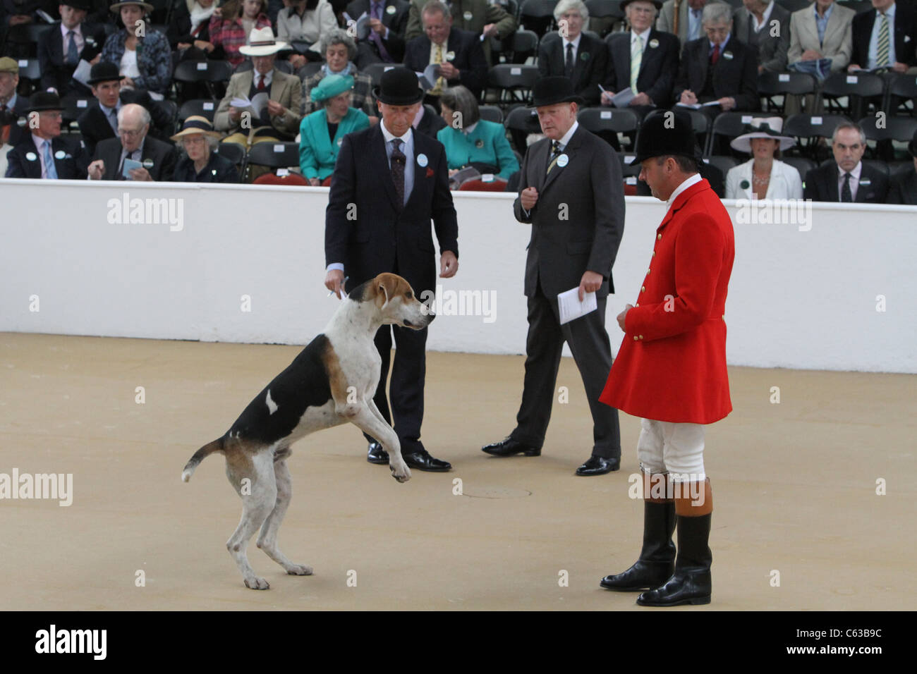Peterborough Fox Show Stock Photo - Alamy