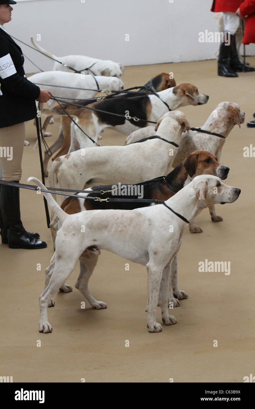 Peterborough Fox Show Stock Photo - Alamy
