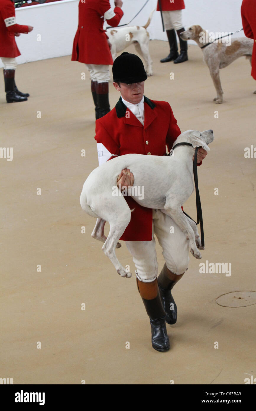 Peterborough Fox Show Stock Photo - Alamy
