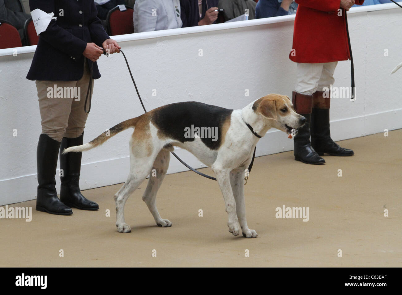 Peterborough Fox Show Stock Photo - Alamy
