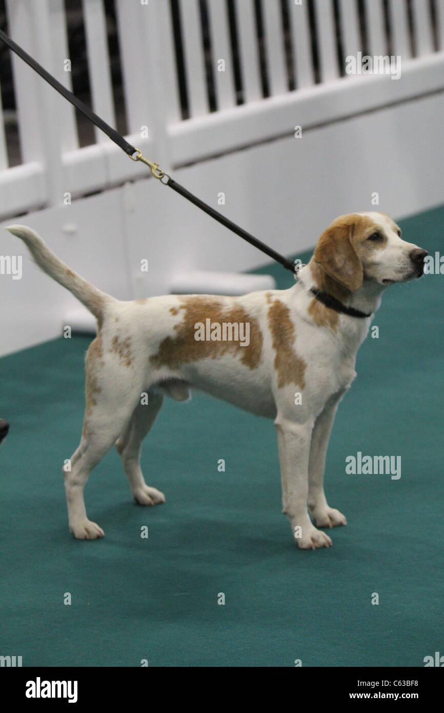 Peterborough Fox Show Stock Photo - Alamy