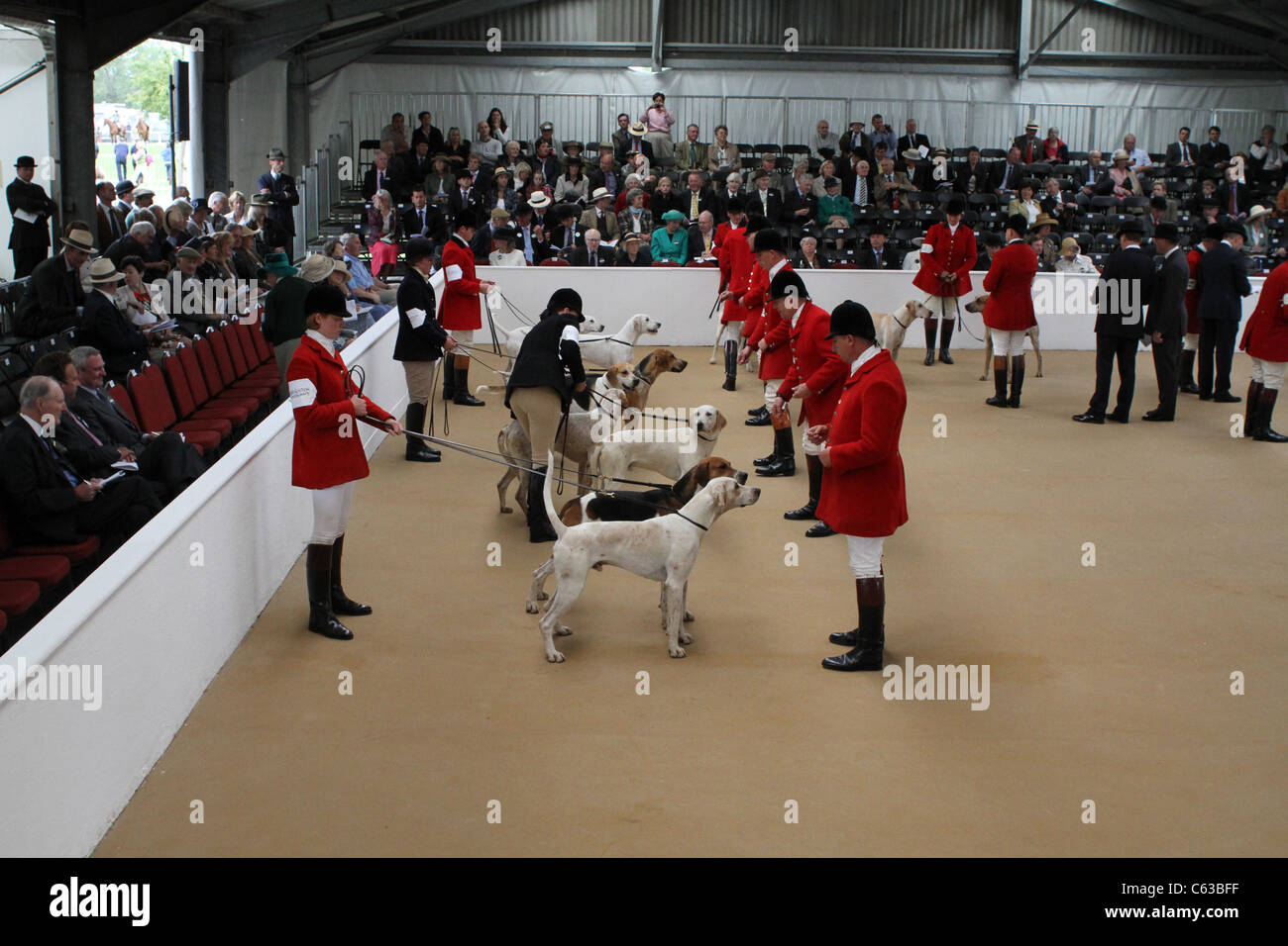 Peterborough Fox Show Stock Photo - Alamy