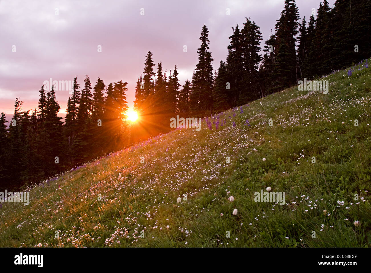Hurricane ridge olympic national park hi-res stock photography and ...