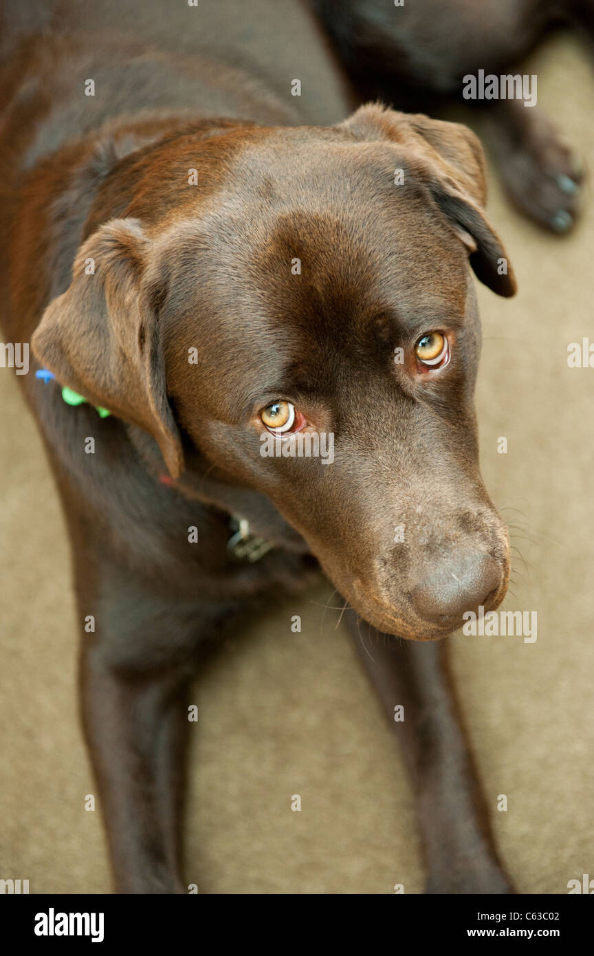 Chocolate Lab Adult With Green Eyes