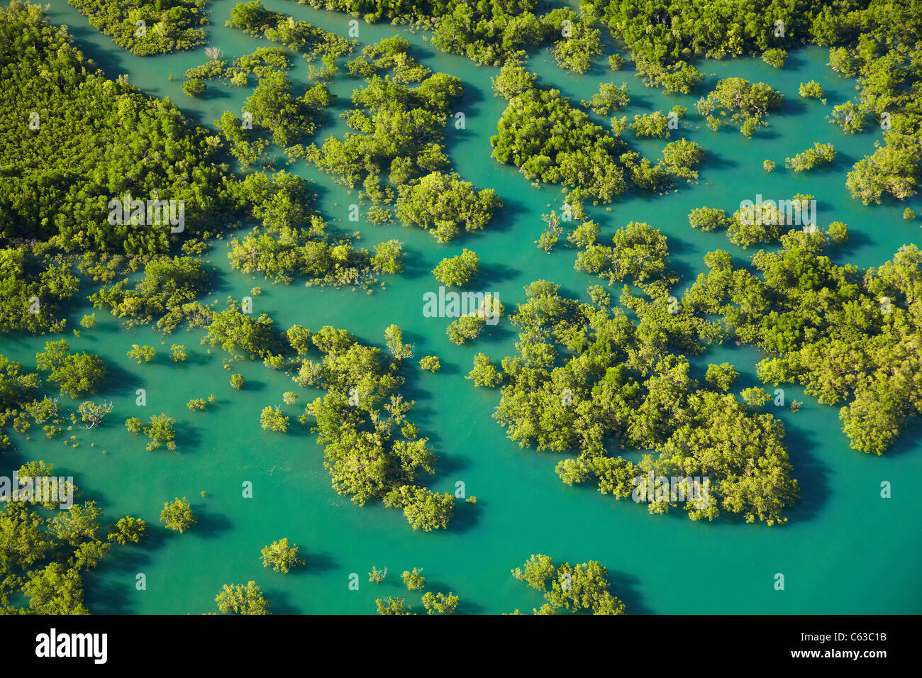 Mangroves, Charles Darwin National Park, Darwin, Northern Territory ...