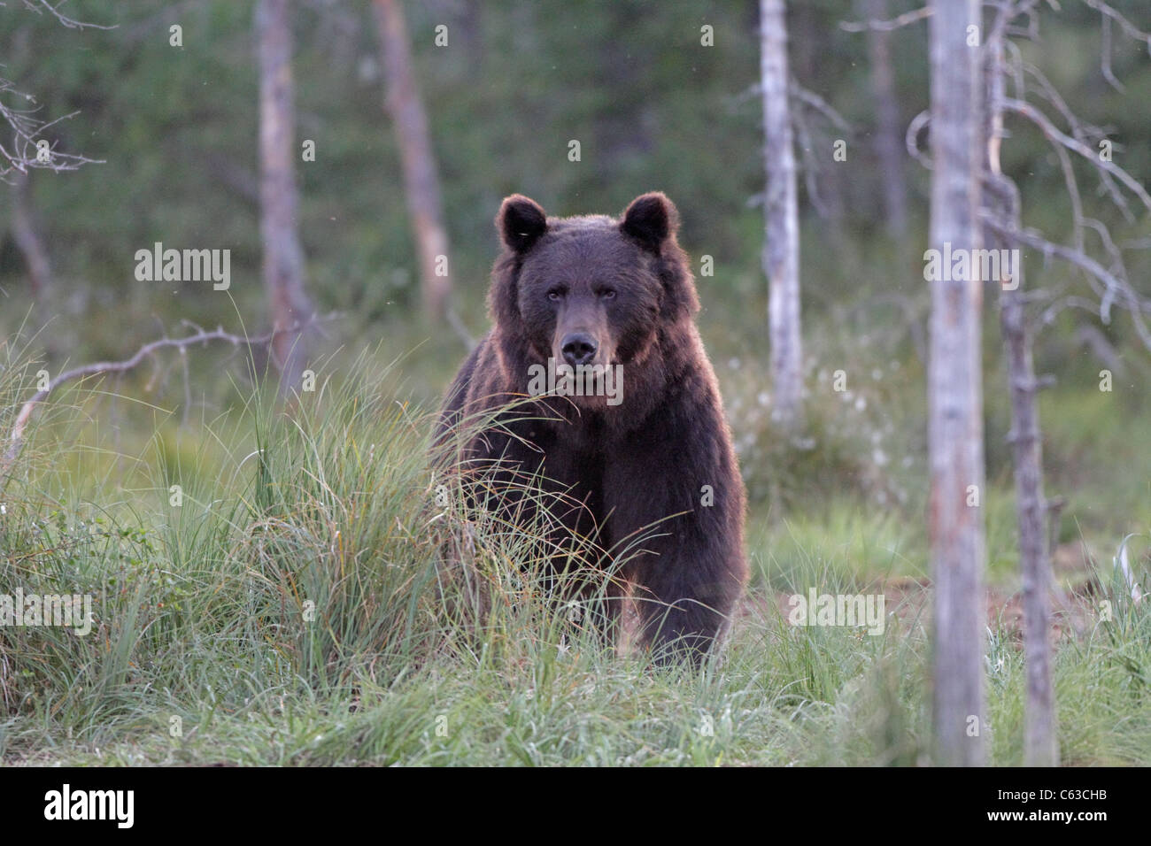 Brown Bear in Finland Stock Photo - Alamy